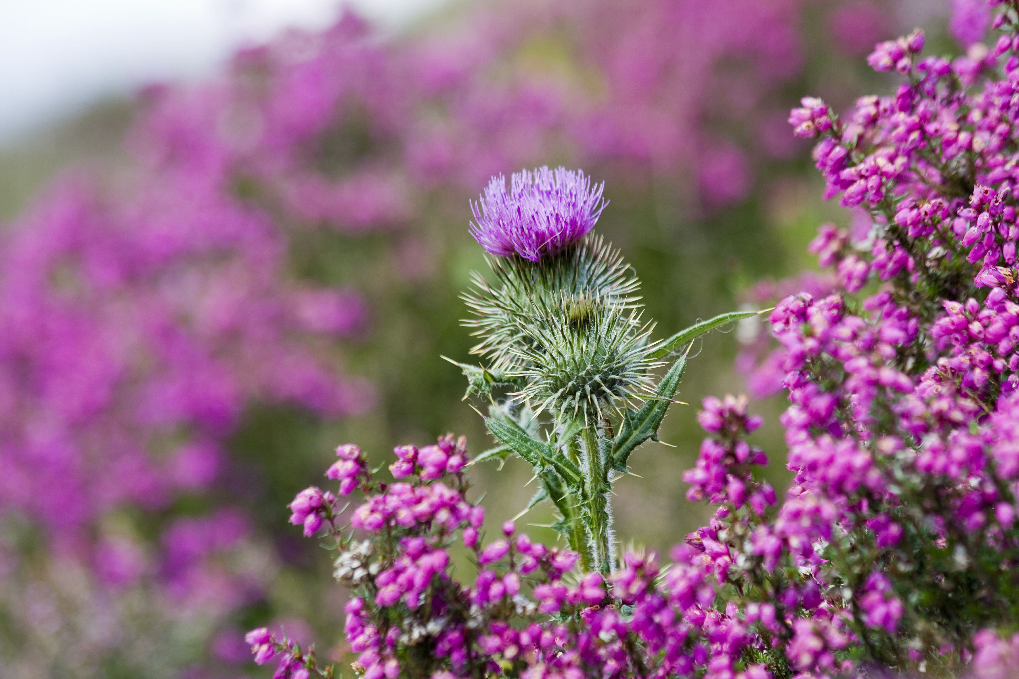 Ebern Designs Closeup of Thistle by Jgshields - Wrapped Canvas ...