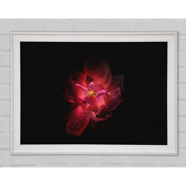 Ebern Designs Supreme Rote Blume - Druck | Wayfair.de