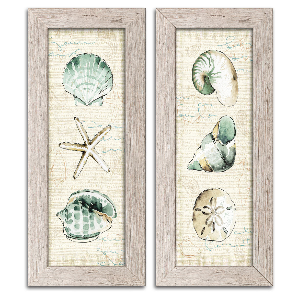 Rosecliff Heights 'Beautiful Spa Shells; Conch, Starfish, Sand Dollar ...