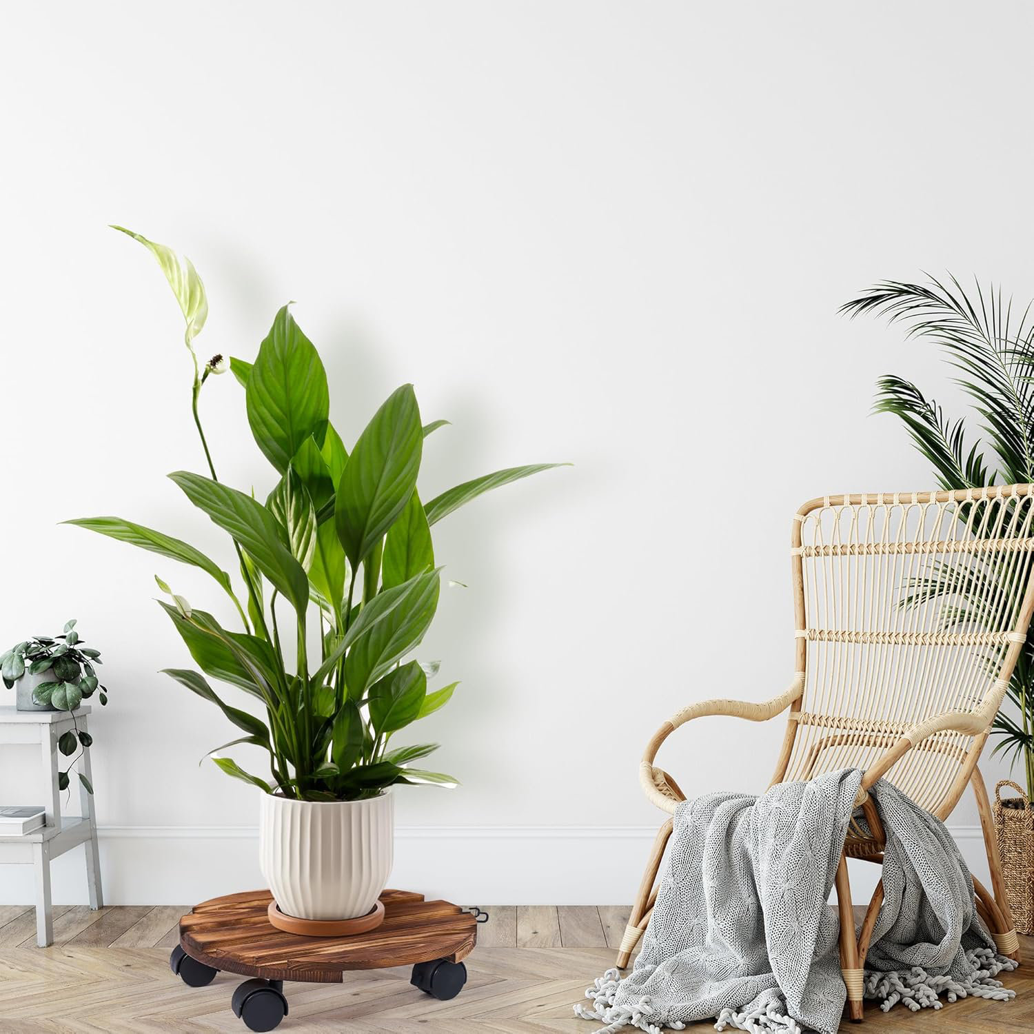 Millwood Pines 2 Pack Plant Caddy With Wheels, Rolling Plant Stand ...