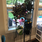 Fleur De Lis Living Bridget Plant Stand & Reviews - Wayfair Canada