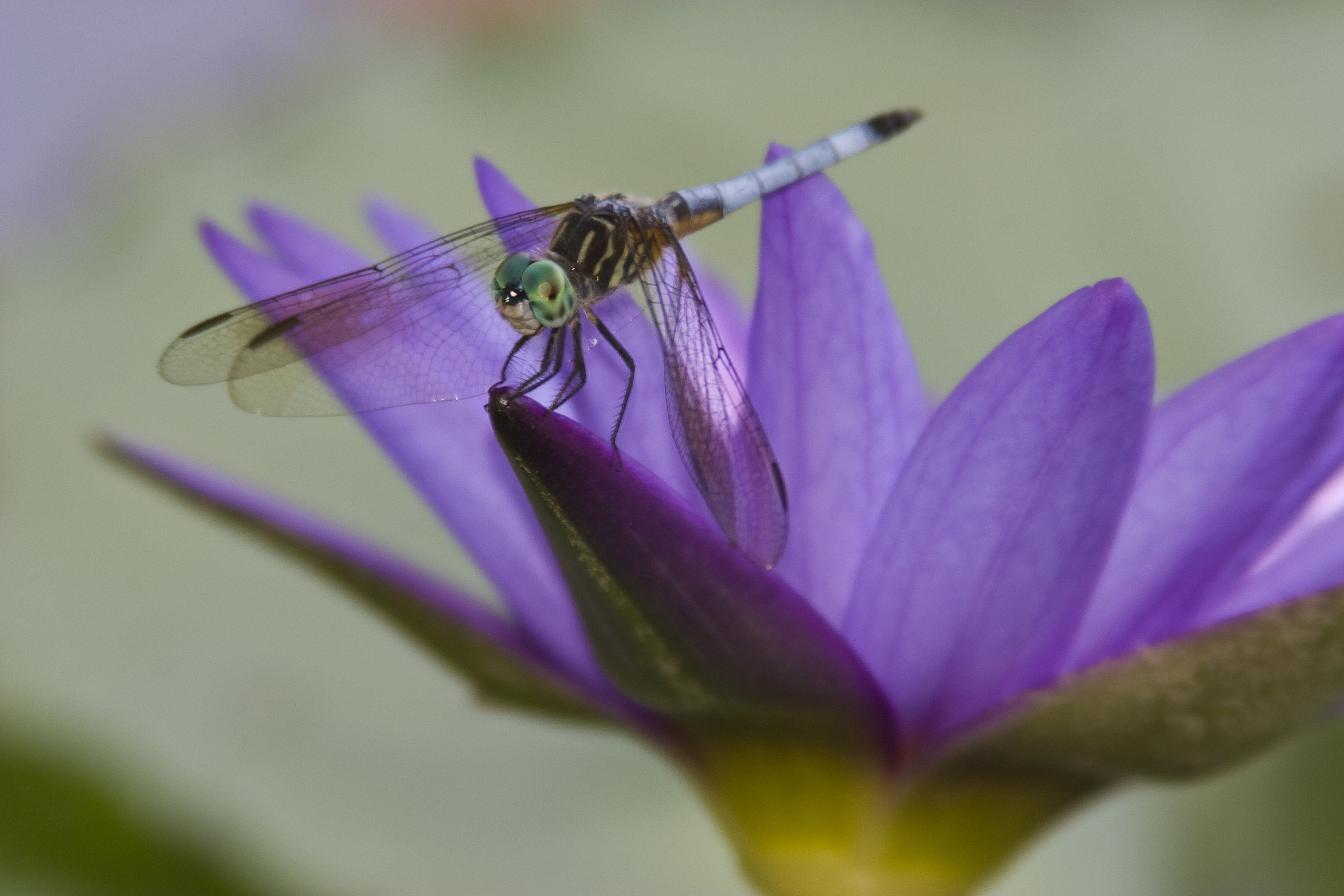 Hokku Designs Claudiane Dragonfly On Canvas by Johnandersonphoto ...
