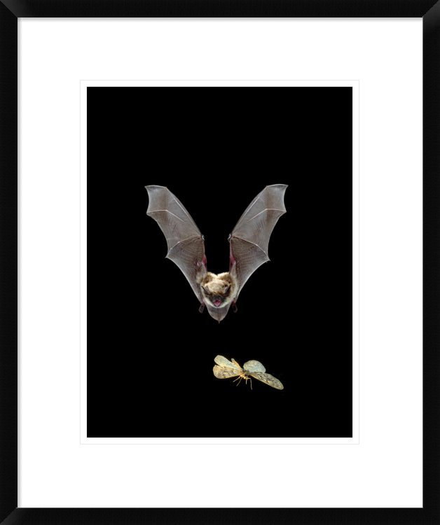 Global Gallery 'Yuma Myotis Bat, Female Pursuing A Moth on the Wing ...
