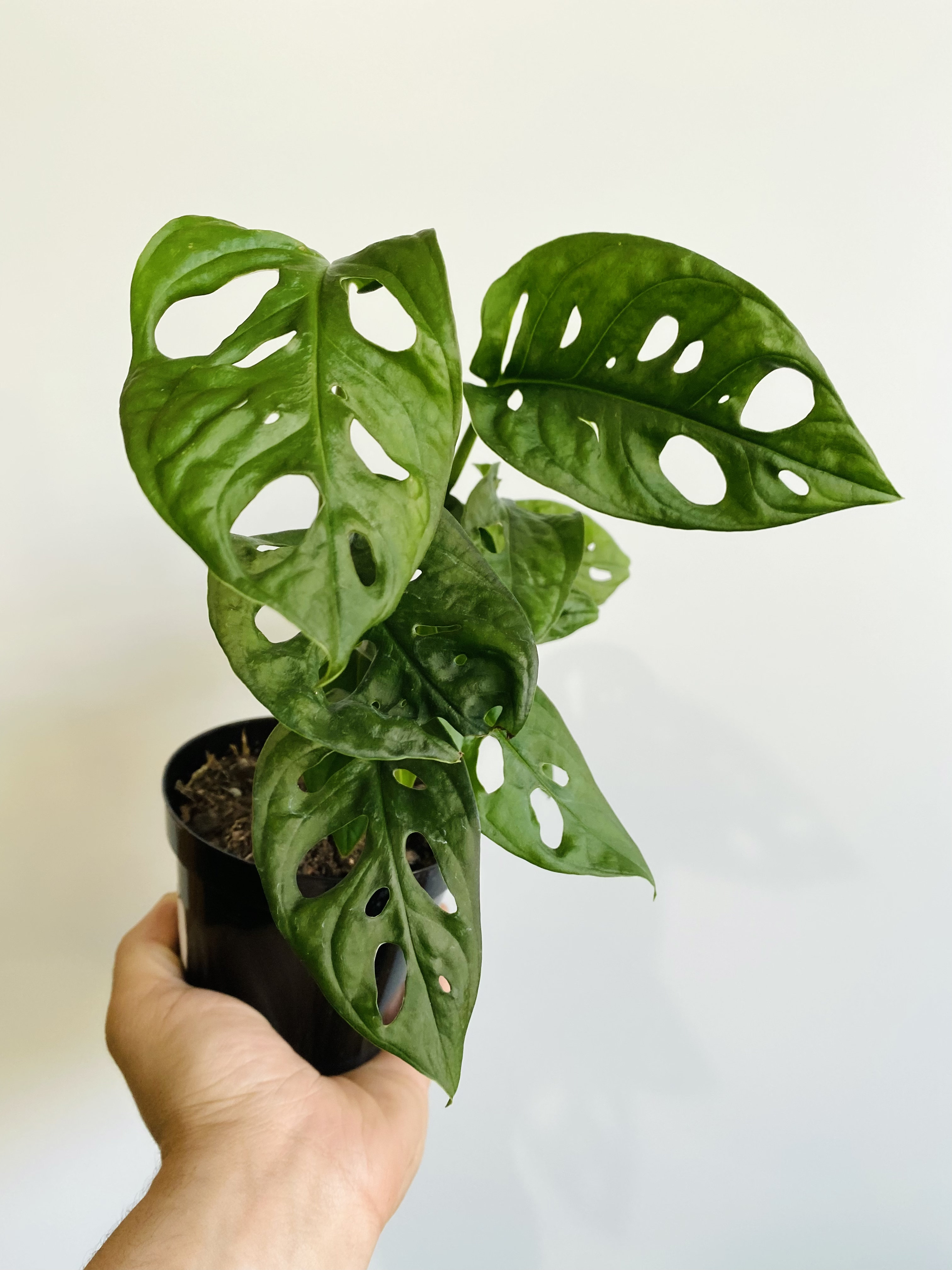 Brumley & Bloom Low Maintenance 12'' Monstera Deliciosa Plant in a ...