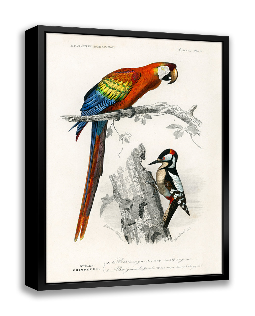 ATX Art Group LLC Natural History - Different Types Of Birds 11 ...
