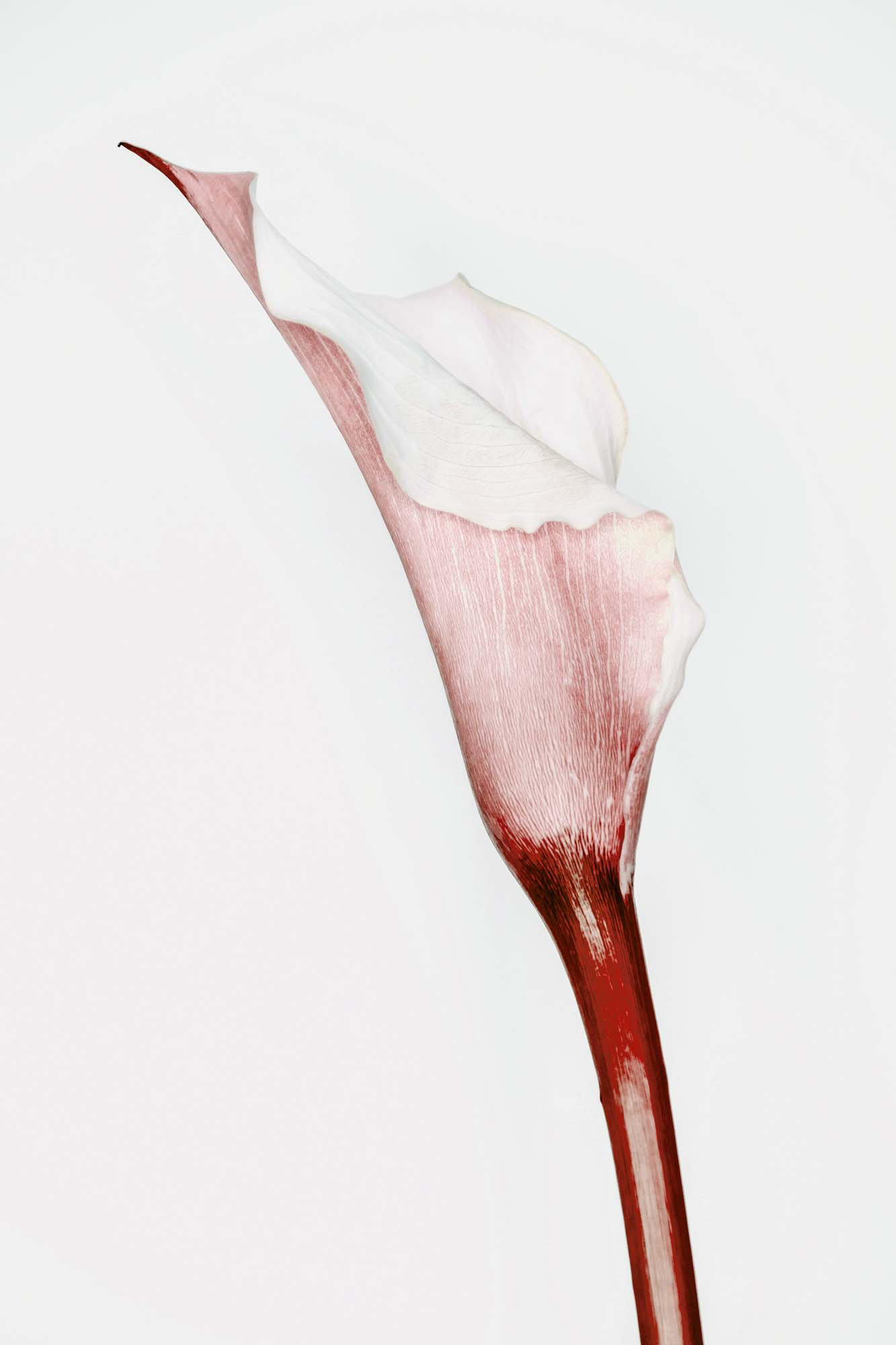 Yoffi Calla Lily 3 (Red) by Leigh Viner - Wrapped Canvas Print | Perigold