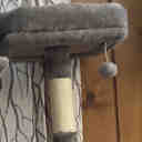 Archie & Oscar™ Timmins 78.3" Multi-Level Cat Tree with Cat Scratching ...