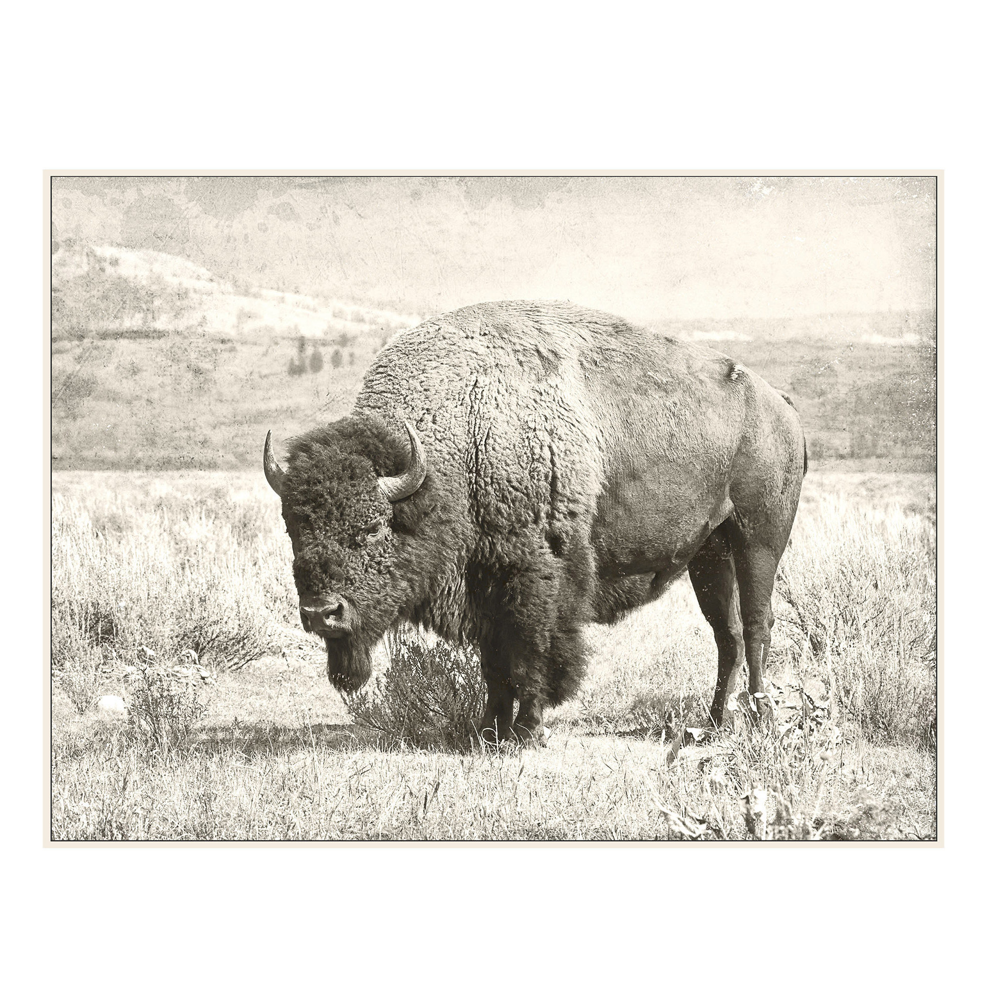 Foundry Select 'Buffalo Country' Framed Photographic Art on Canvas ...