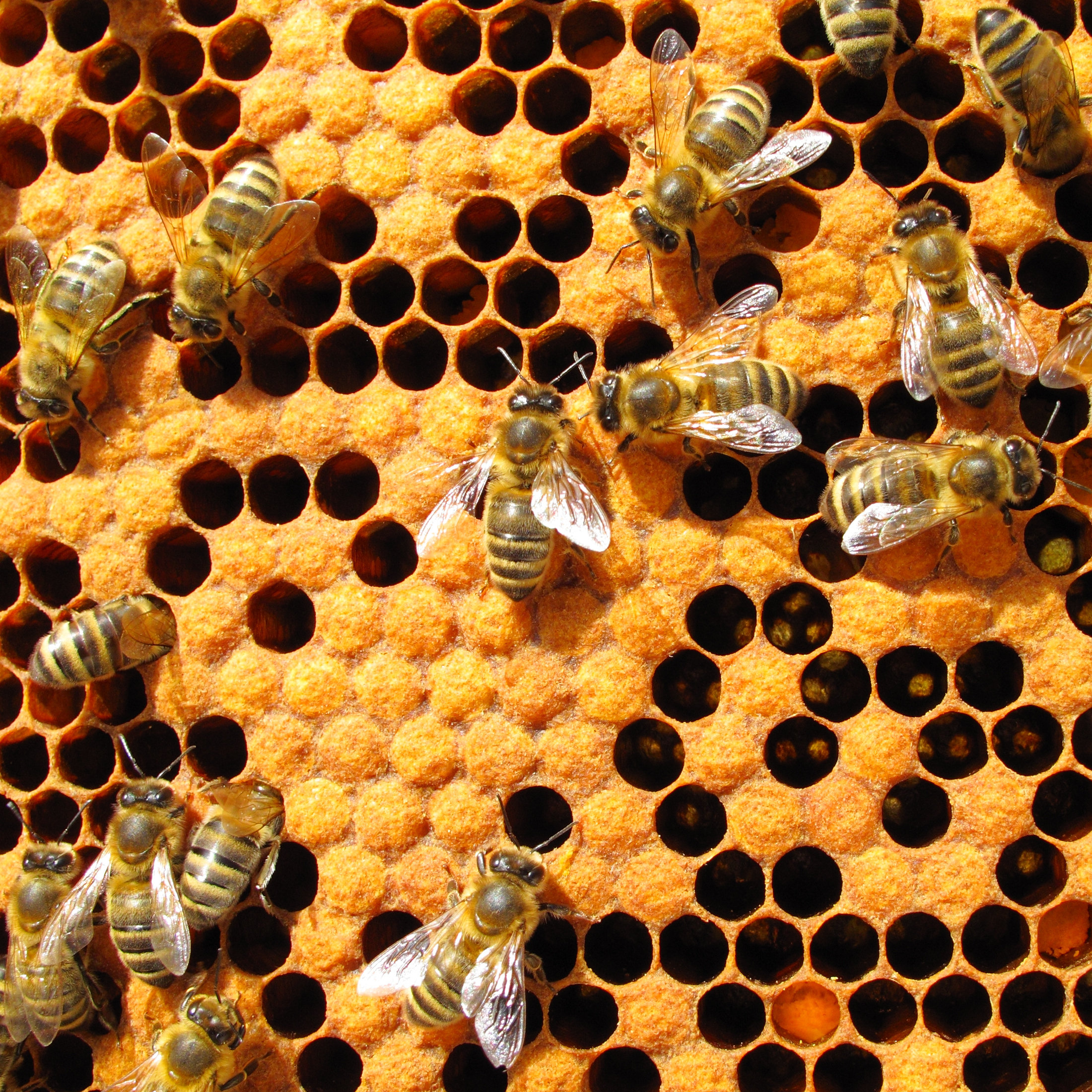 Gracie Oaks Bees in Beehive - Wrapped Canvas Photograph | Wayfair