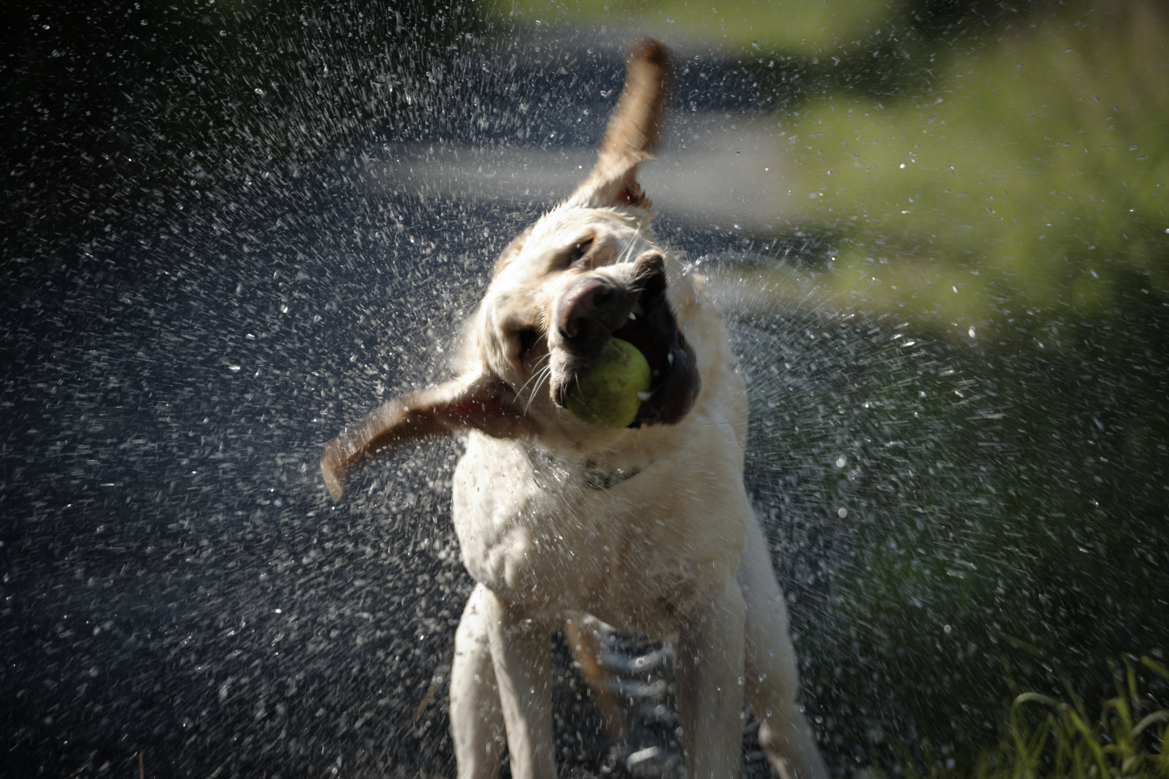 Ebern Designs Dog is Shaking - Wrapped Canvas Photograph | Wayfair