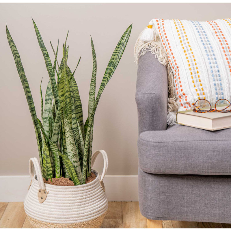 Costa Farms Indoor Snake Plant Sansevieria Grower's Choice House Plant ...
