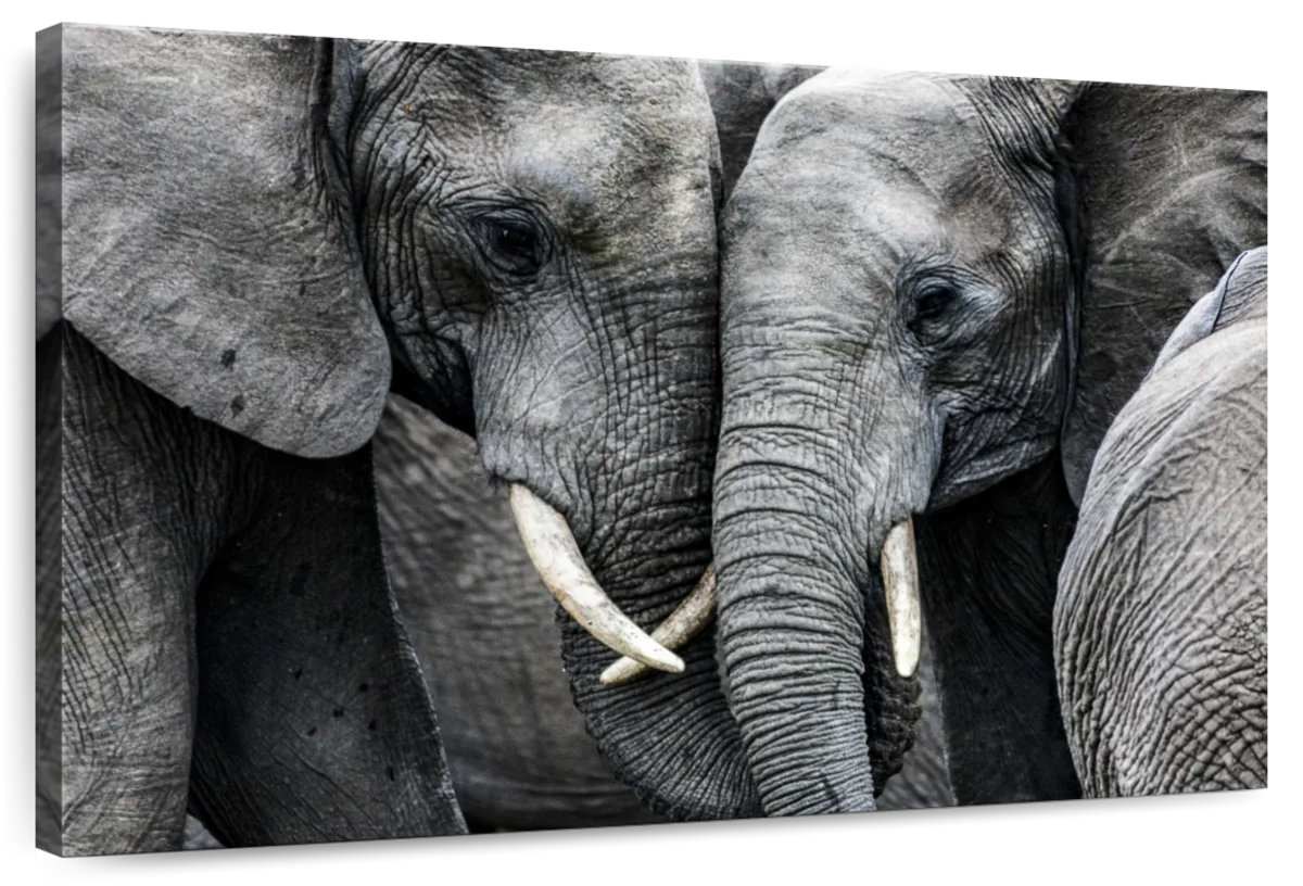 Ebern Designs Brampt Sweet Elephants | Wayfair