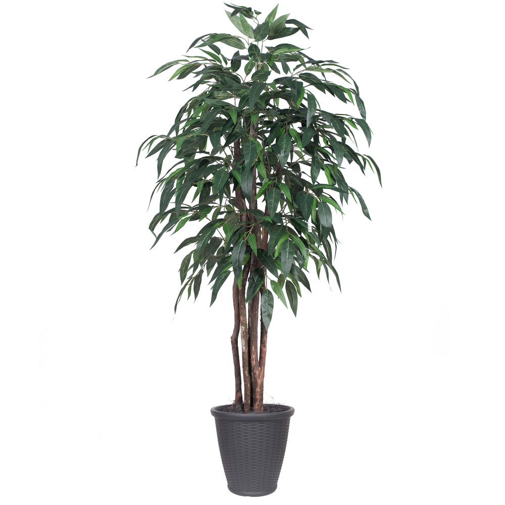 Primrue 72" Artificial Mango Tree in Pot | Wayfair