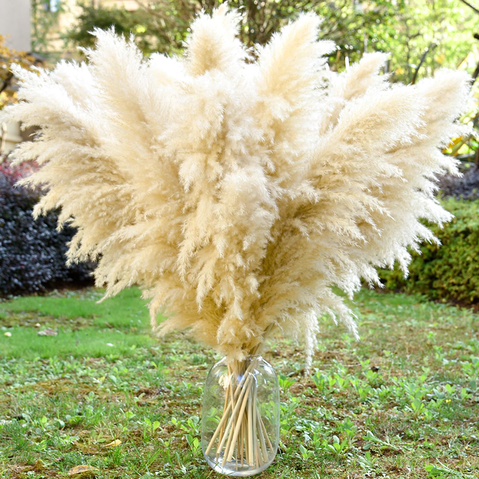 Primrue Dried Pampas Grass Tall Decor, Natural Beige Pompas Grass for ...