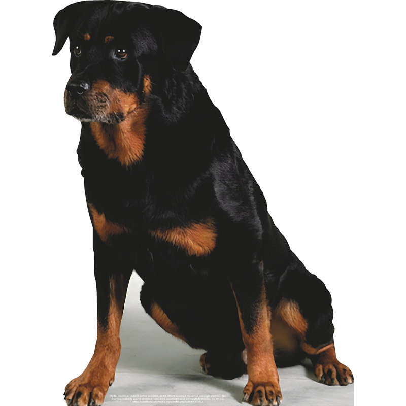 Wet Paint Printing Rottweiler Rottie Dog Puppy Sitting 47'' Cardboard ...