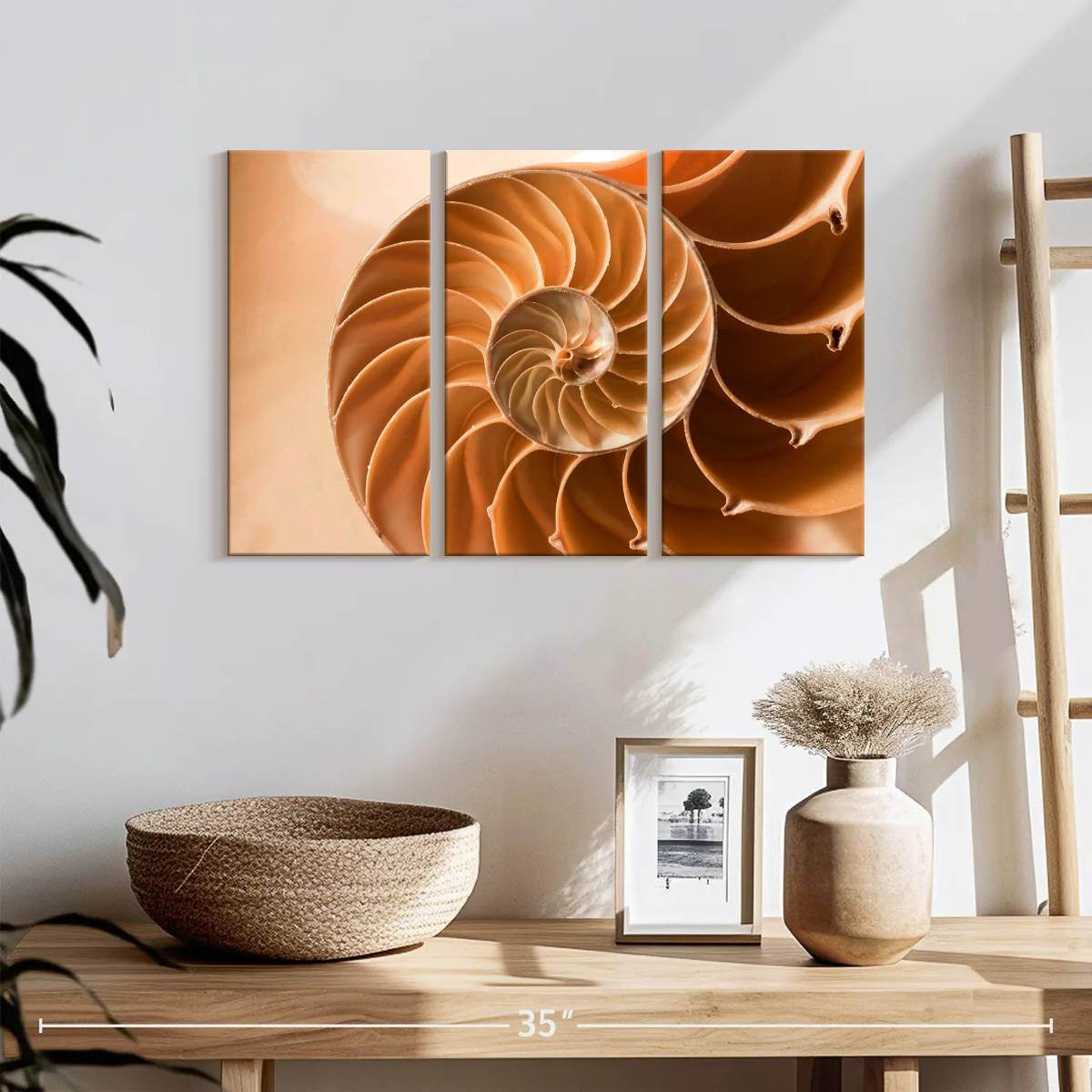 Breakwater Bay Aletra Nautilus Shell Inside | Wayfair