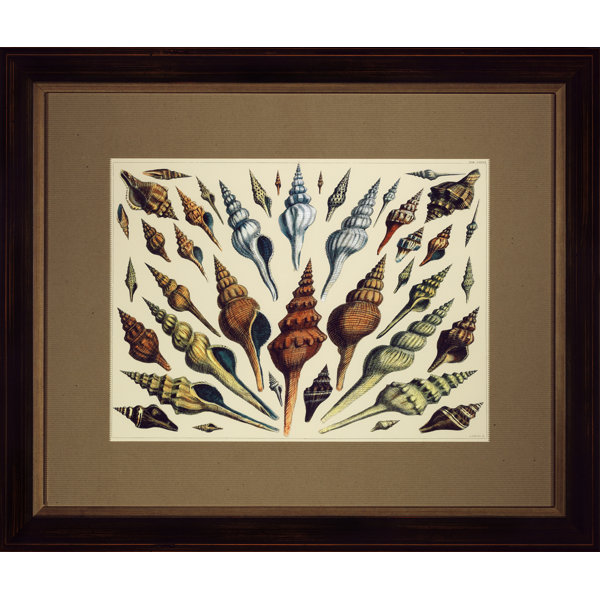 Wendover Art Group Shell Diagram Shell Diagram III Framed On Glass ...