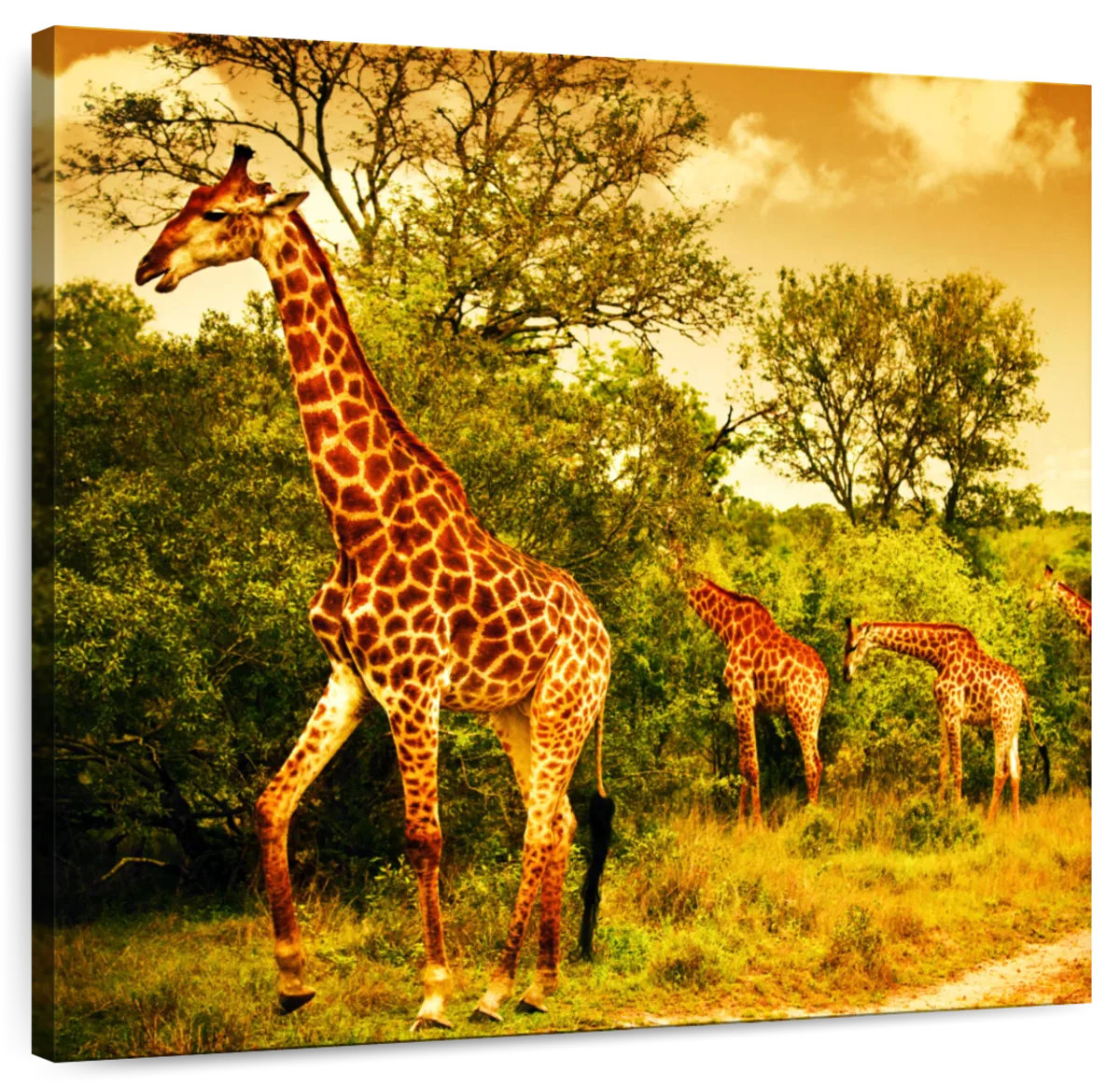 Elephant Stock African Safari Giraffes - Wayfair Canada