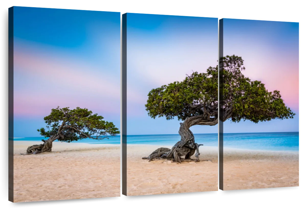 Lark Manor™ Harnek Divi Divi Trees | Wayfair