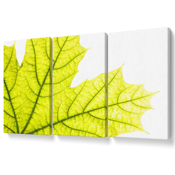 Brayden Studio Magnificent Leaf - 3 Piece Wrapped Canvas Art Prints ...