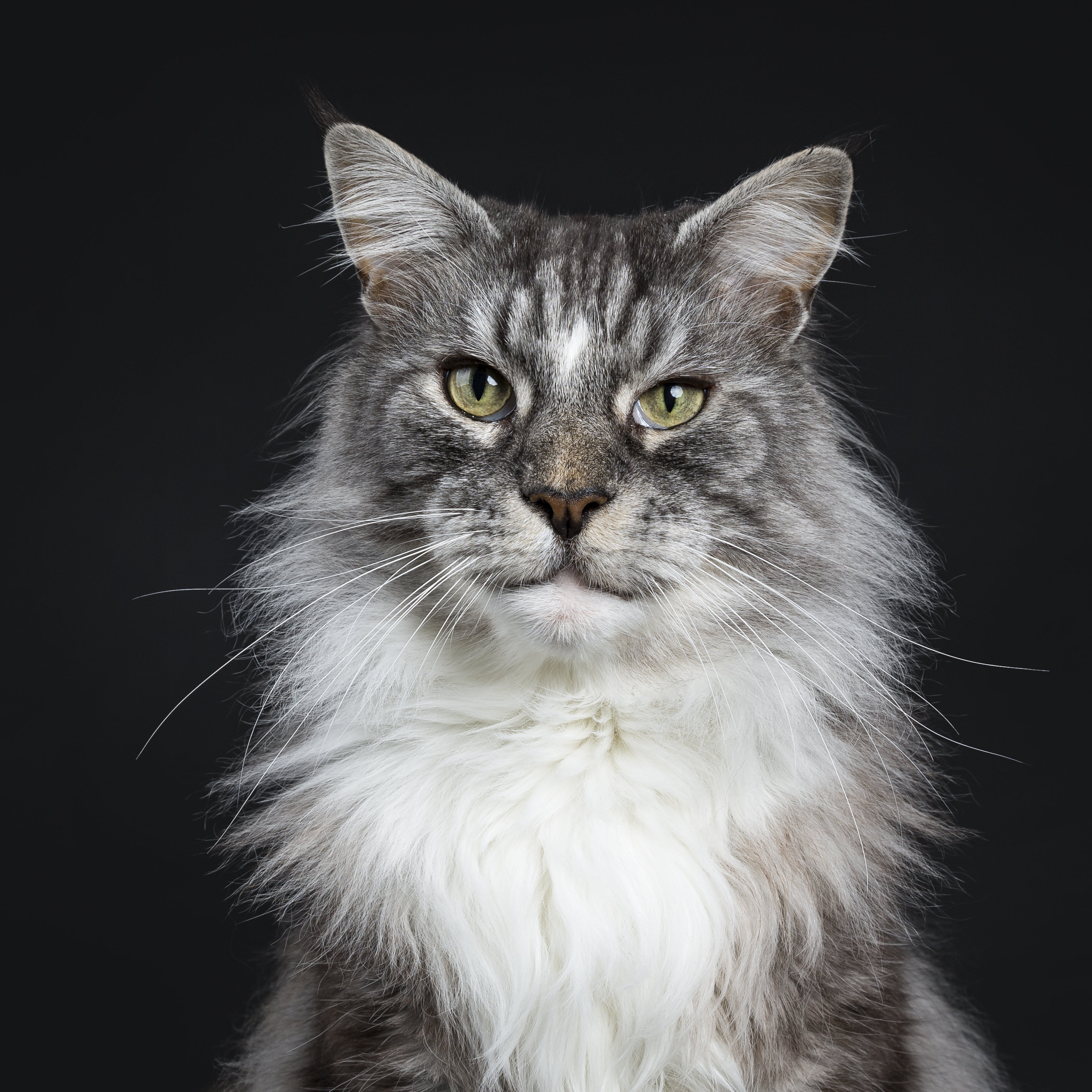 Ebern Designs Maine Coon by Nynke Van Holten - Wayfair Canada
