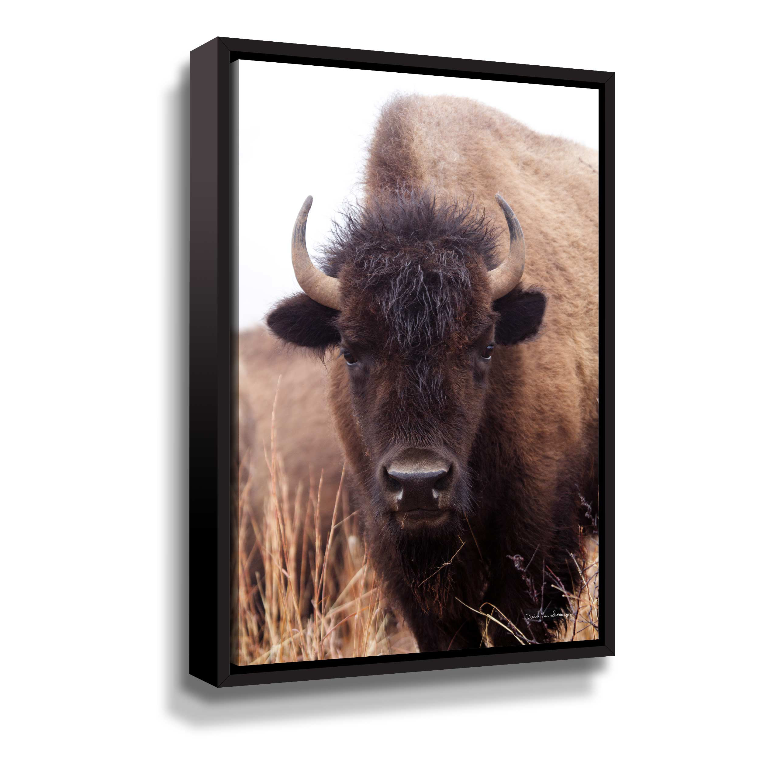 Foundry Select American Bison IV Print - Wayfair Canada