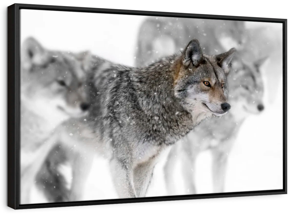 Millwood Pines Coyote Band Canvas Print | Wayfair