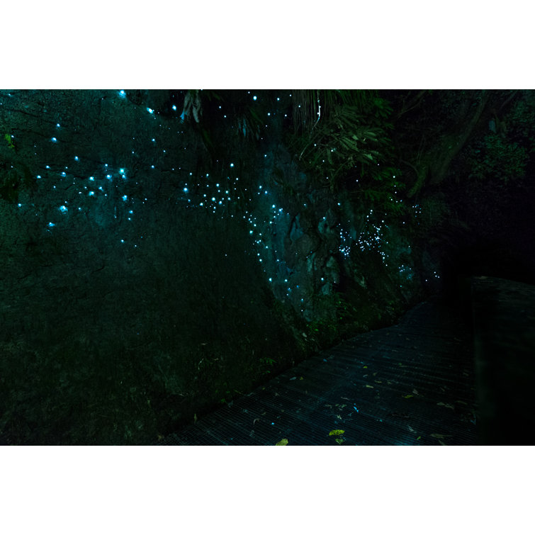 Hokku Designs Delone Waitomo Glowworm Caves On Canvas by Skyimages ...