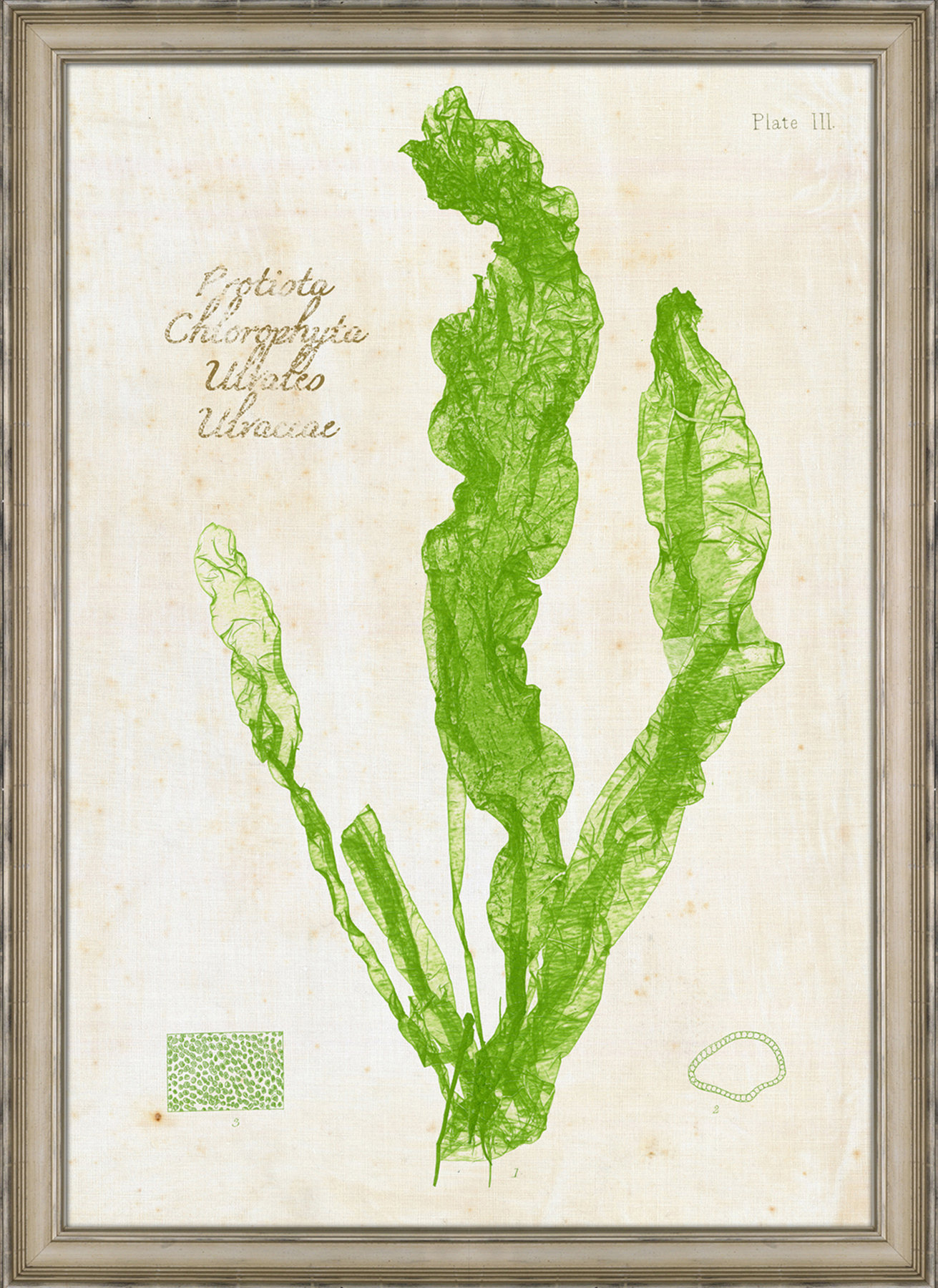 Wendover Art Group Green Sea Lettuce I - Picture Frame Painting on ...