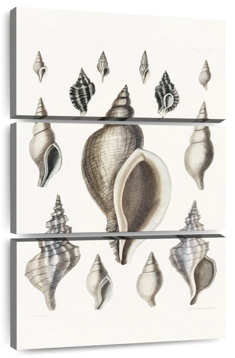 Breakwater Bay Aletra Vintage Shell II | Wayfair