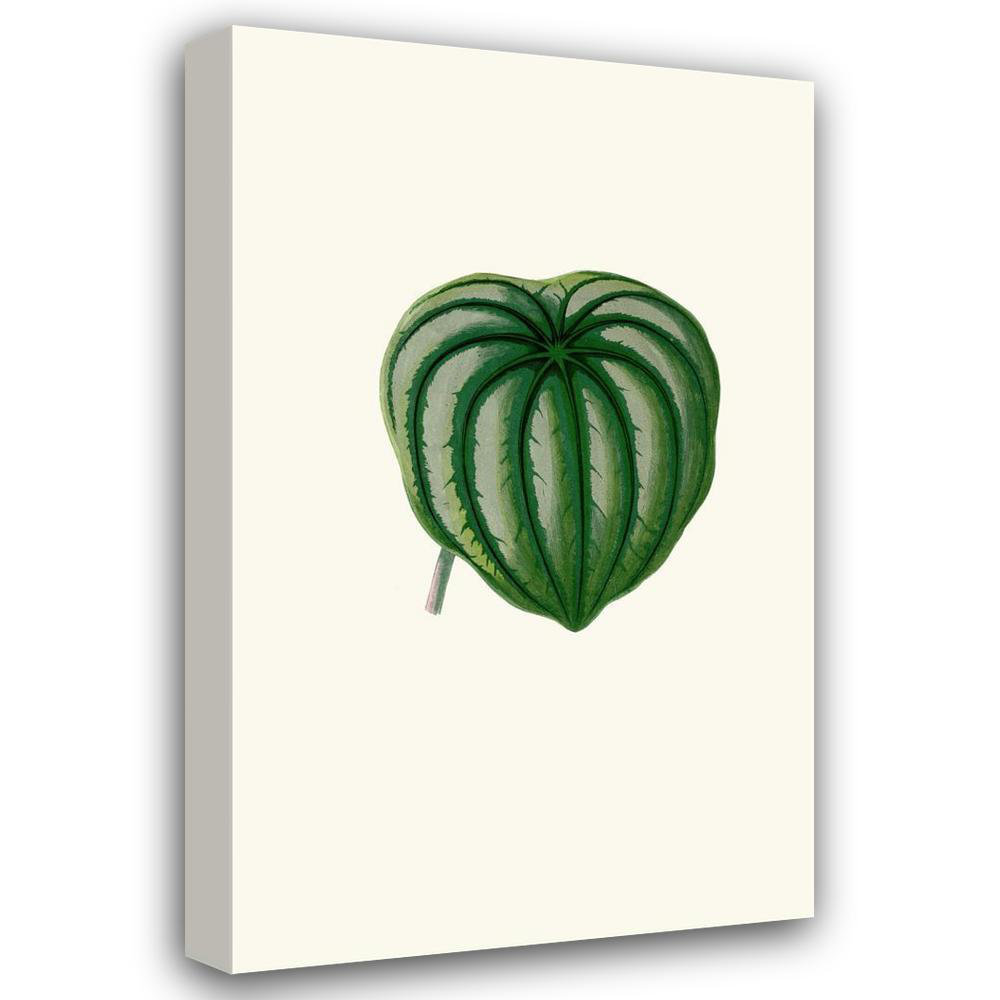 Lark Manor™ "Peperomia Argyrea" by Edward Joseph Lowe - Gallery Wrap ...