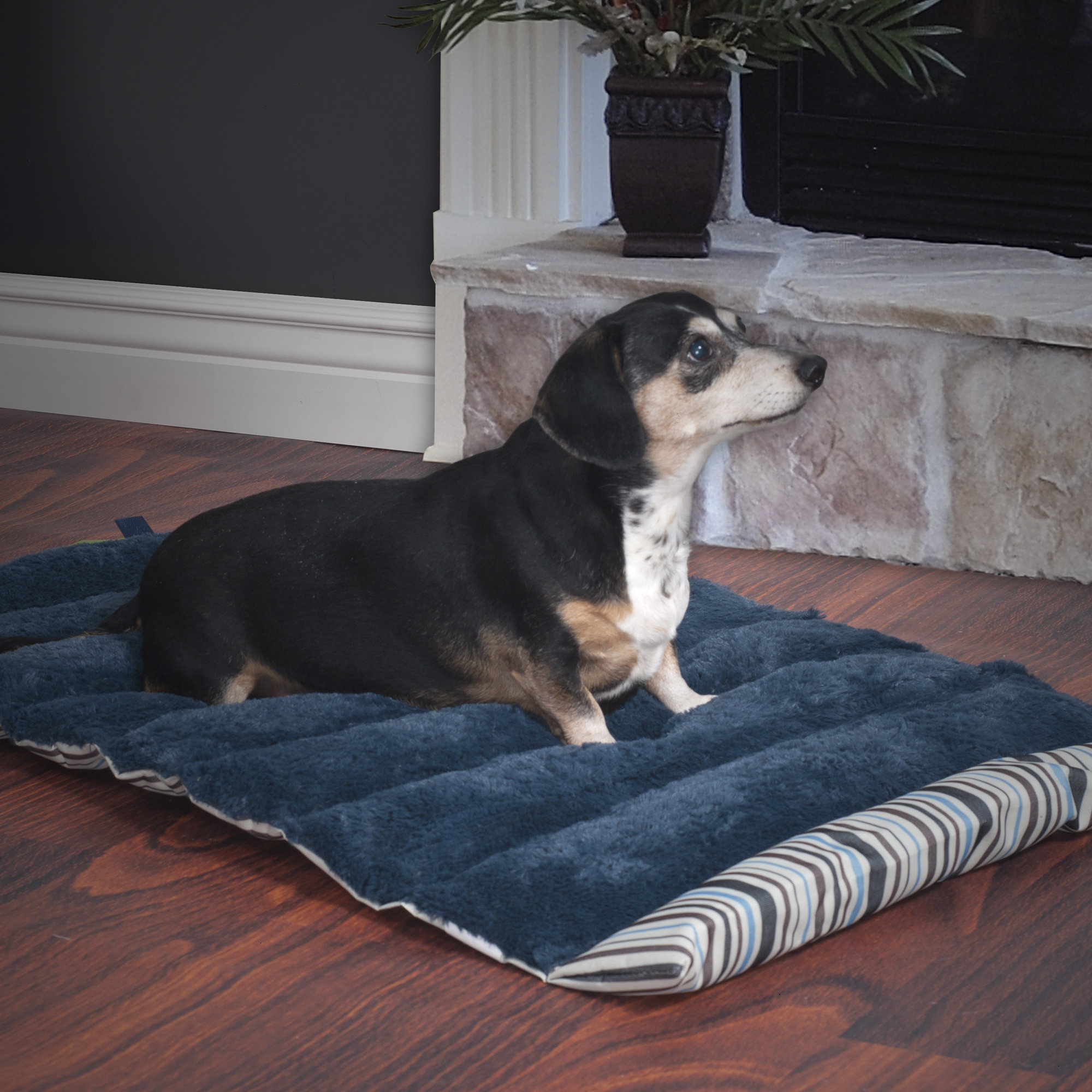 Petmaker Roll up Orthopedic Polyester Pet Bed | Wayfair