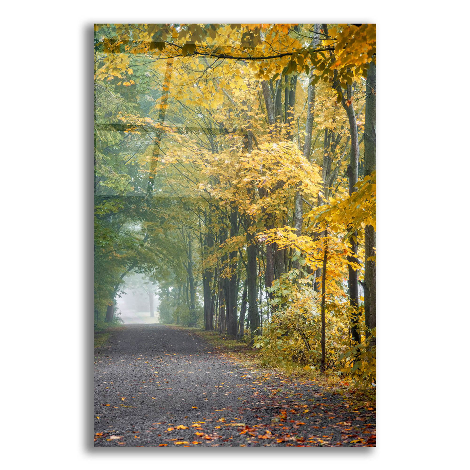 Millwood Pines Tunnel Through Misty Forest On Plastic / Acrylic by ...