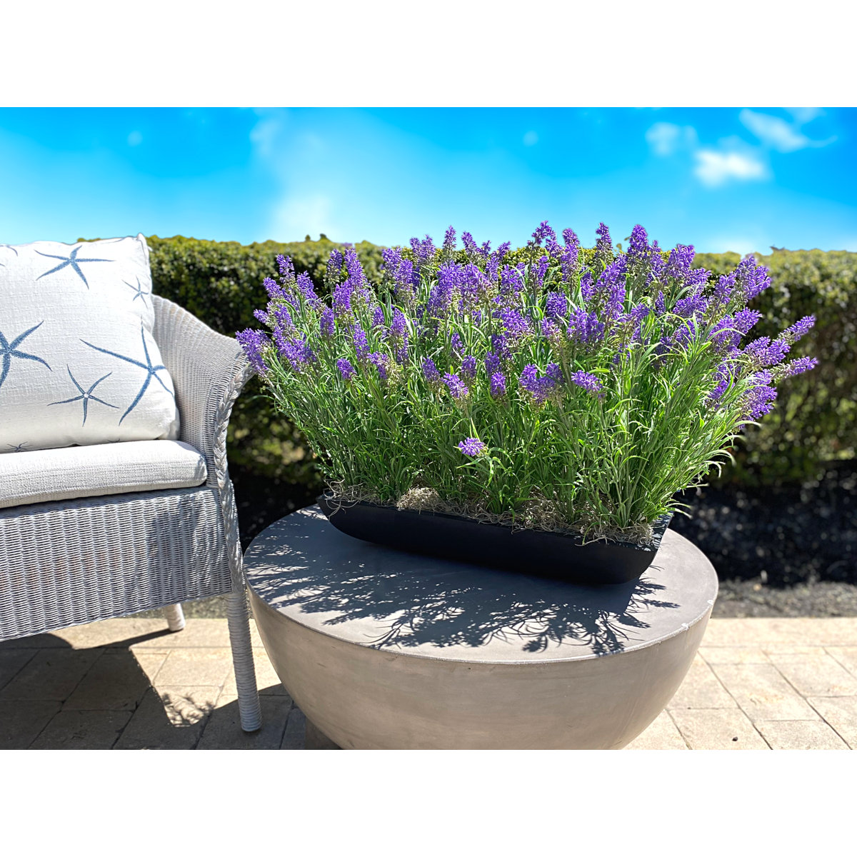 Primrue Outdoor UV Rated Lavender in Fiberstone Planter | Wayfair