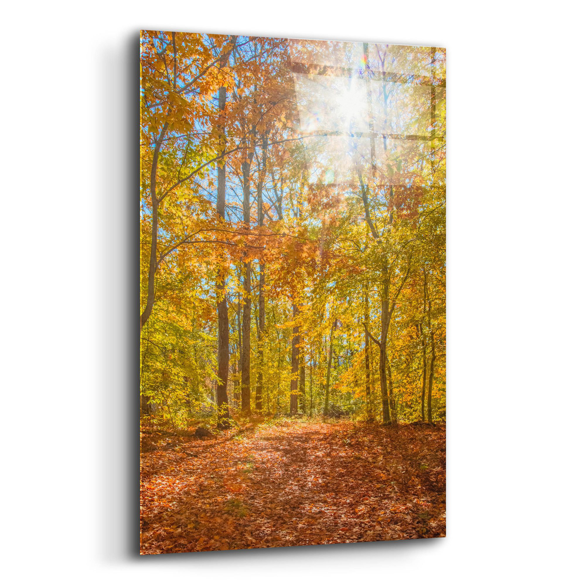 Millwood Pines Autumn Forest On Plastic / Acrylic by Brooke T. Ryan ...