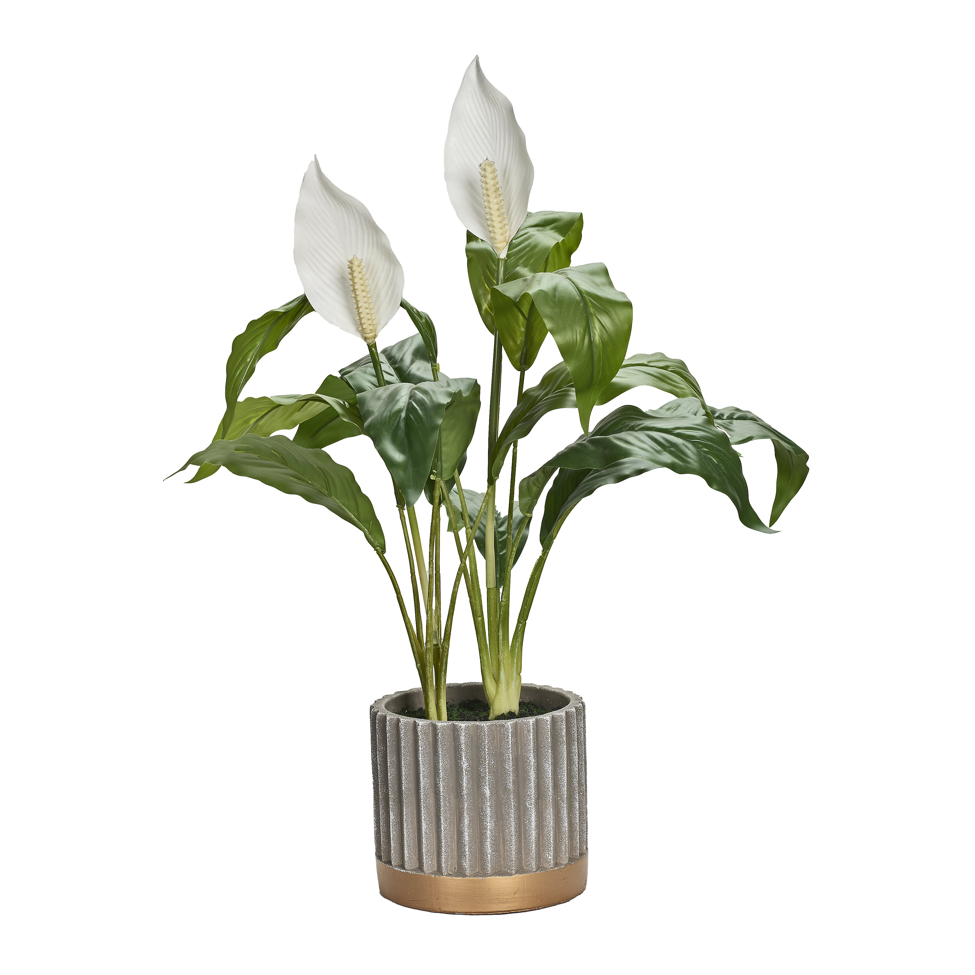 Red Barrel Studio® Peace Lily in Striped Pot | Wayfair