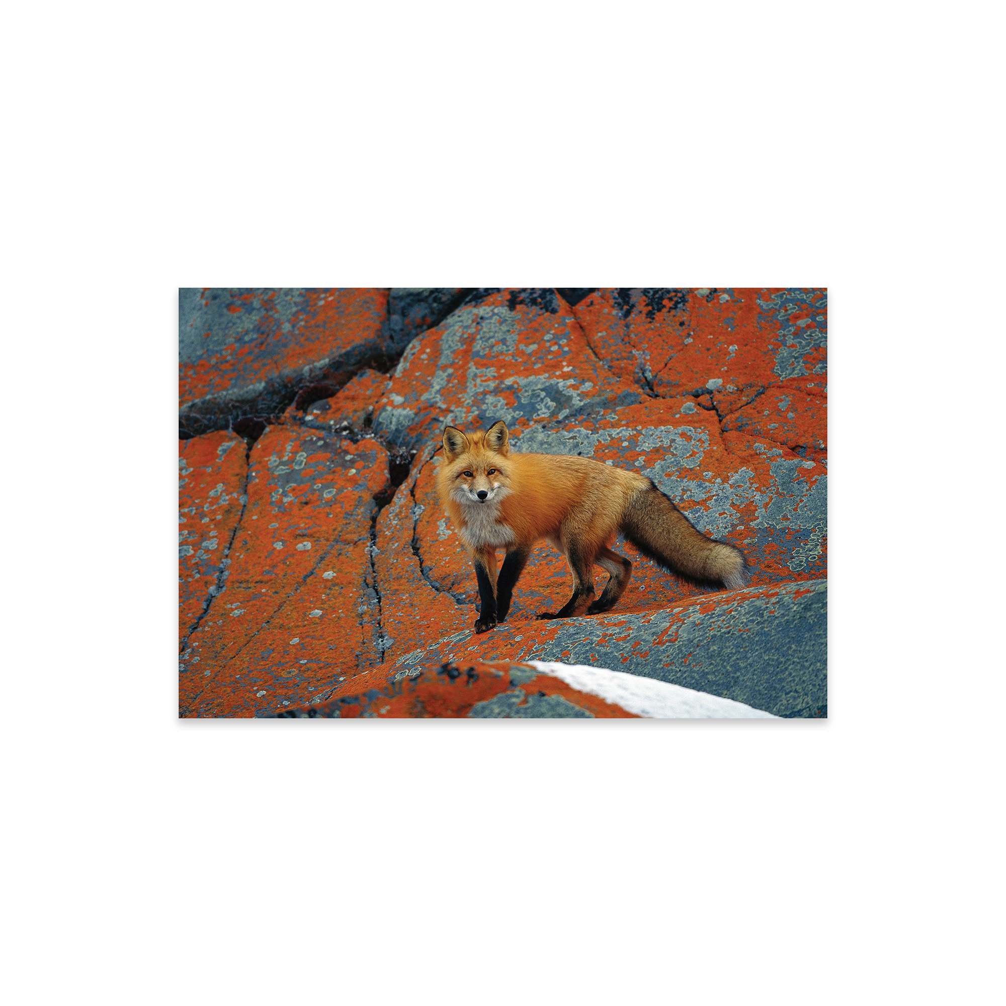 Millwood Pines Aodan Red Fox On Rocks With Orange Lichen, Churchill ...