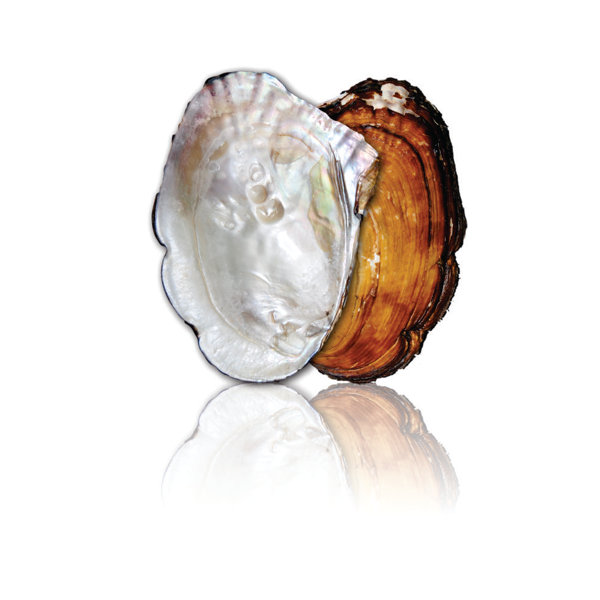 Matrix-Z 4" x 4" Authentic SeaShell Tile Seamless Brick Mosaic Insert ...