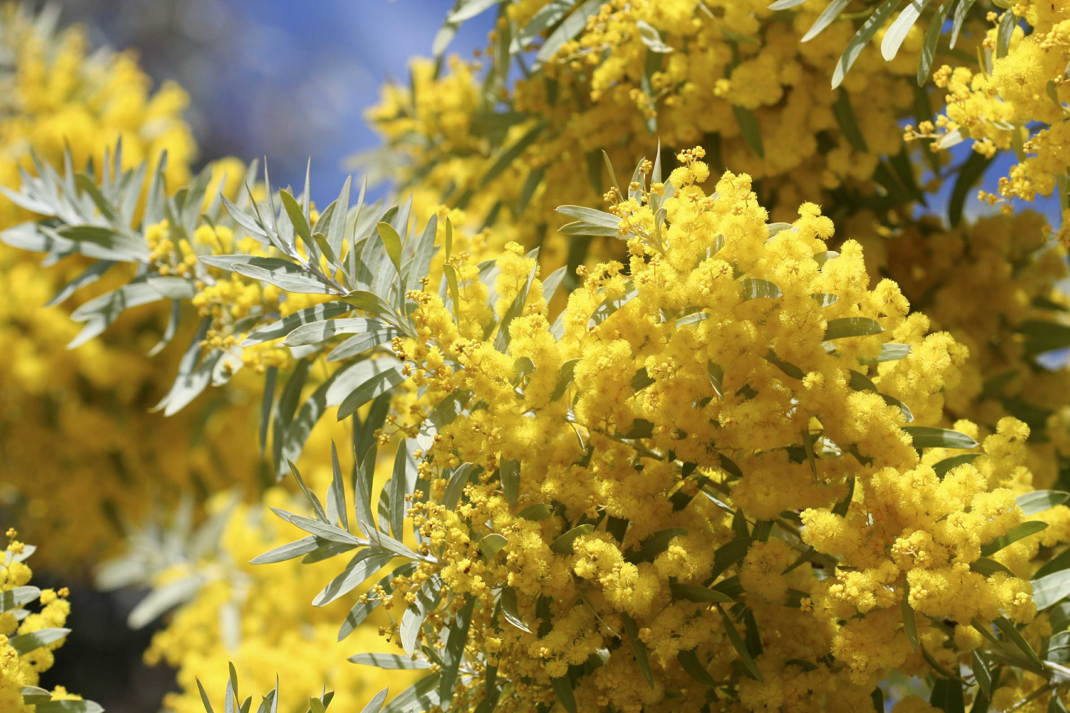 Ebern Designs Closeup of Wattle by Egilshay - Wrapped Canvas Photograph ...