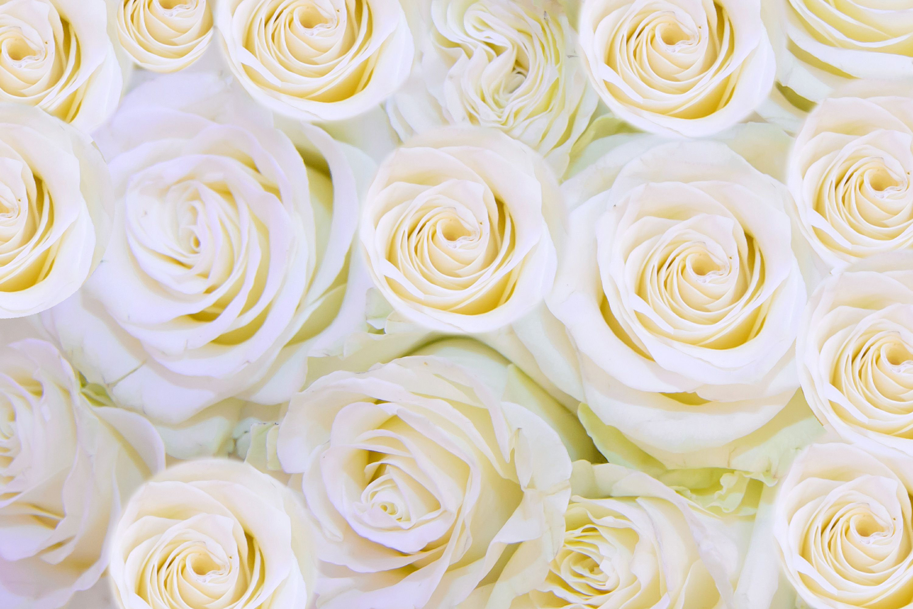 Ebern Designs Azante Background Of Roses - Wrapped Canvas Photograph ...