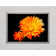 Ebern Designs Vibrant Orange Gerberas - Single Picture Frame Print on ...