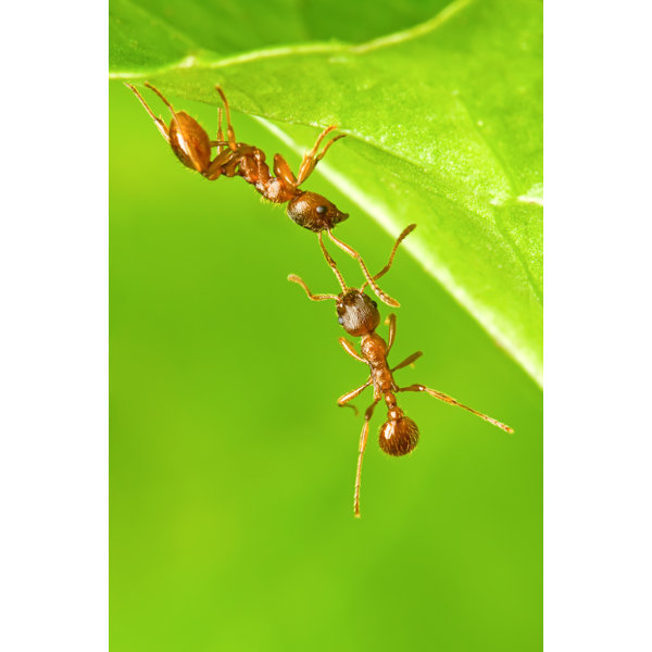 17 Stories Ants - Print | Wayfair.co.uk