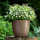 Lechuza Classico Color 28 self-watering round plastic planter with ...