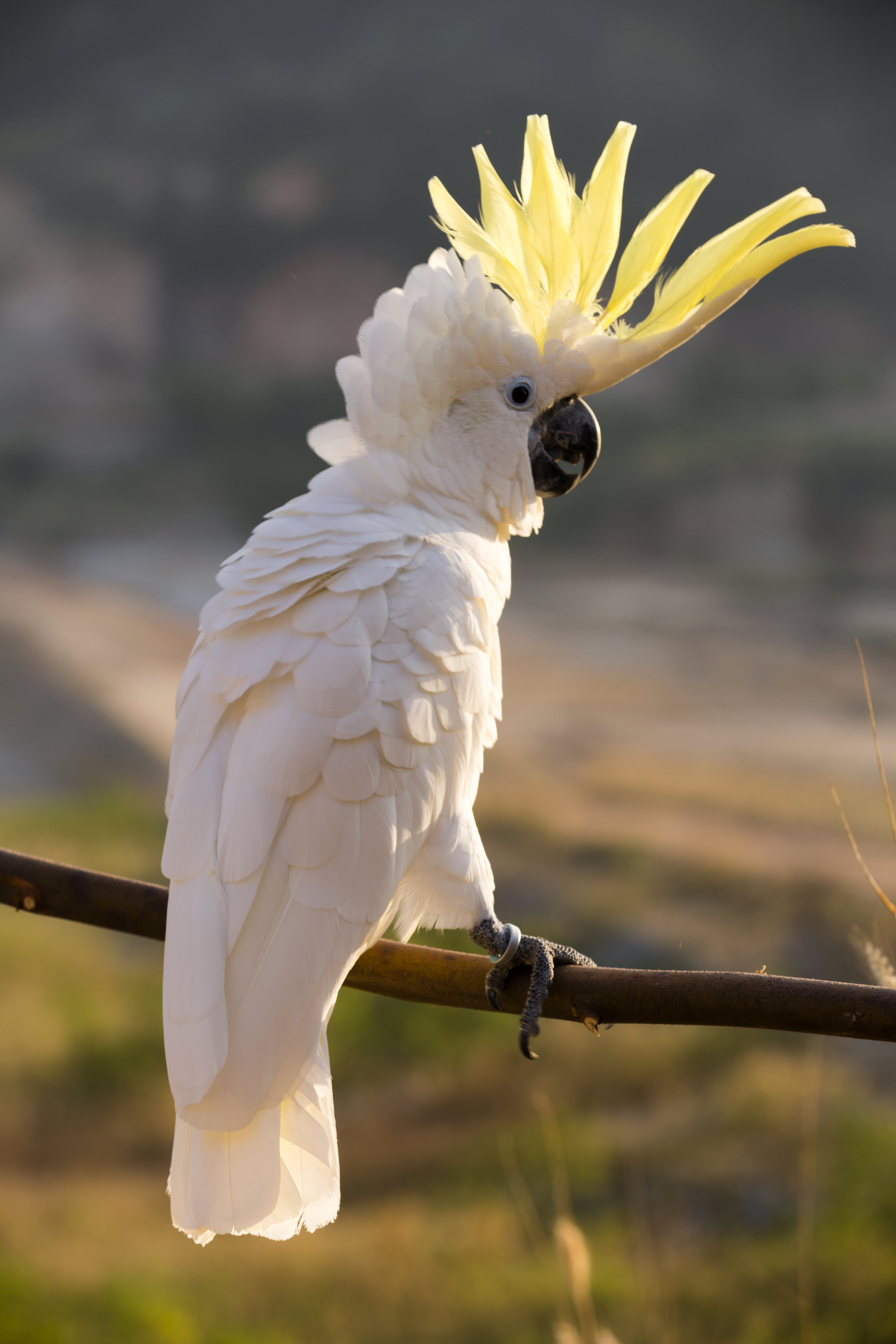 Ebern Designs White Cockatoo Bird by Laughingmango | Wayfair