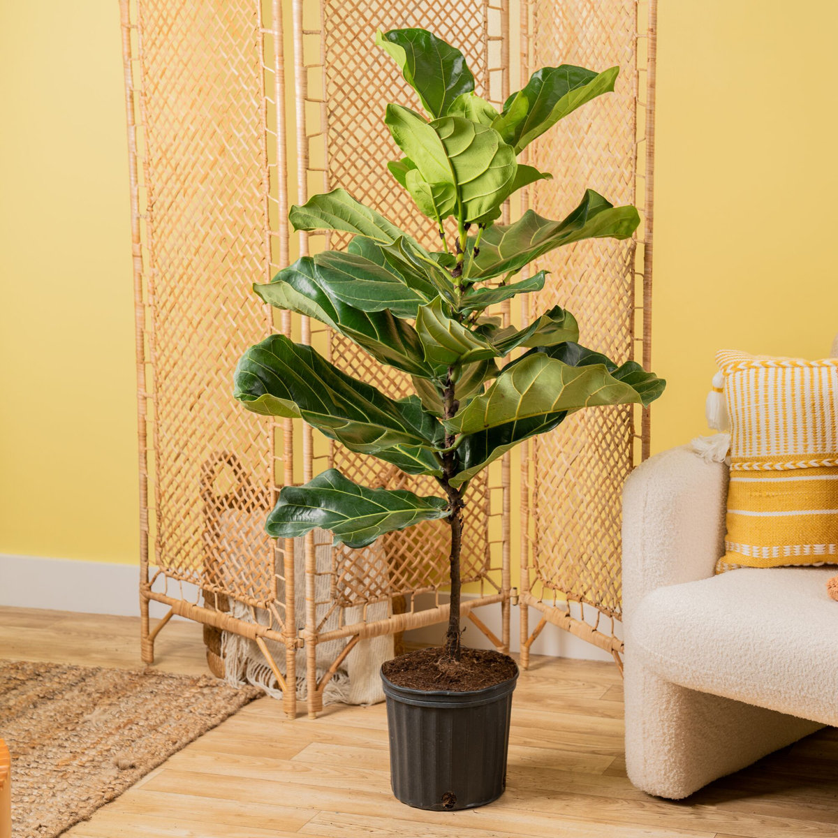 Costa Farms Indoor Fiddle Leaf Fig Ficus Lyrata Standard House Plant in ...