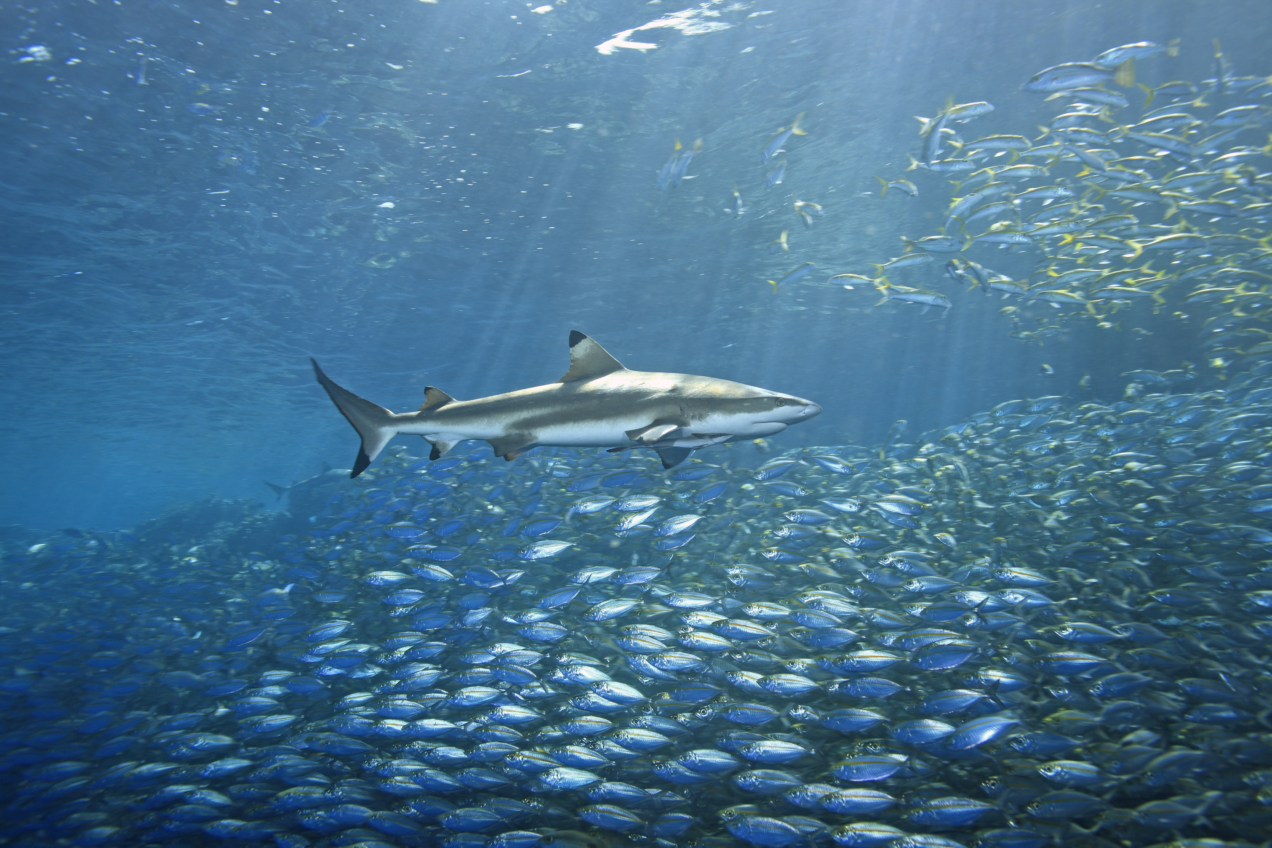 Highland Dunes Blacktip Reef Shark by Cbpix - Wrapped Canvas Photograph ...
