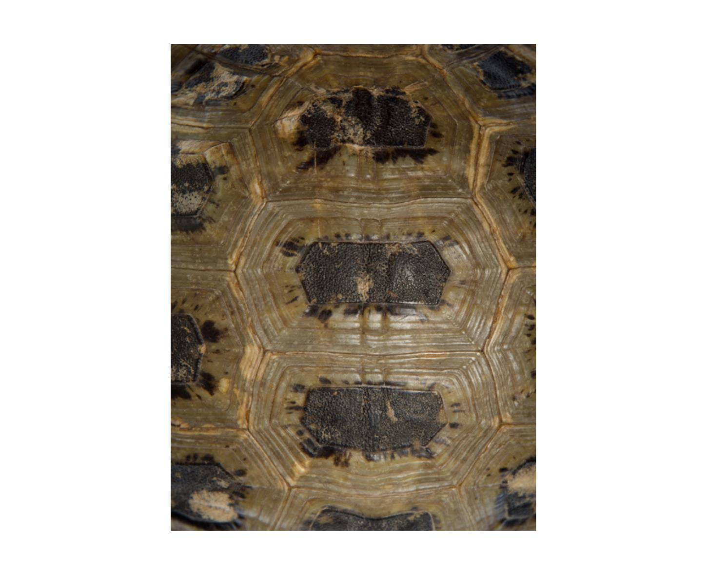 Chelsea Art Studio Carapaced Motif IIIV by Austin Beiv - Graphic Art ...