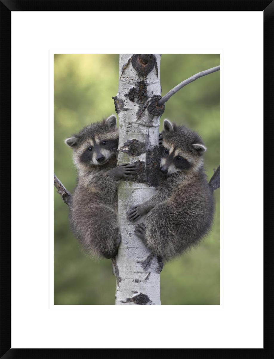 Global Gallery Arbre d’escalade raton laveur deux bébés, amérique du ...