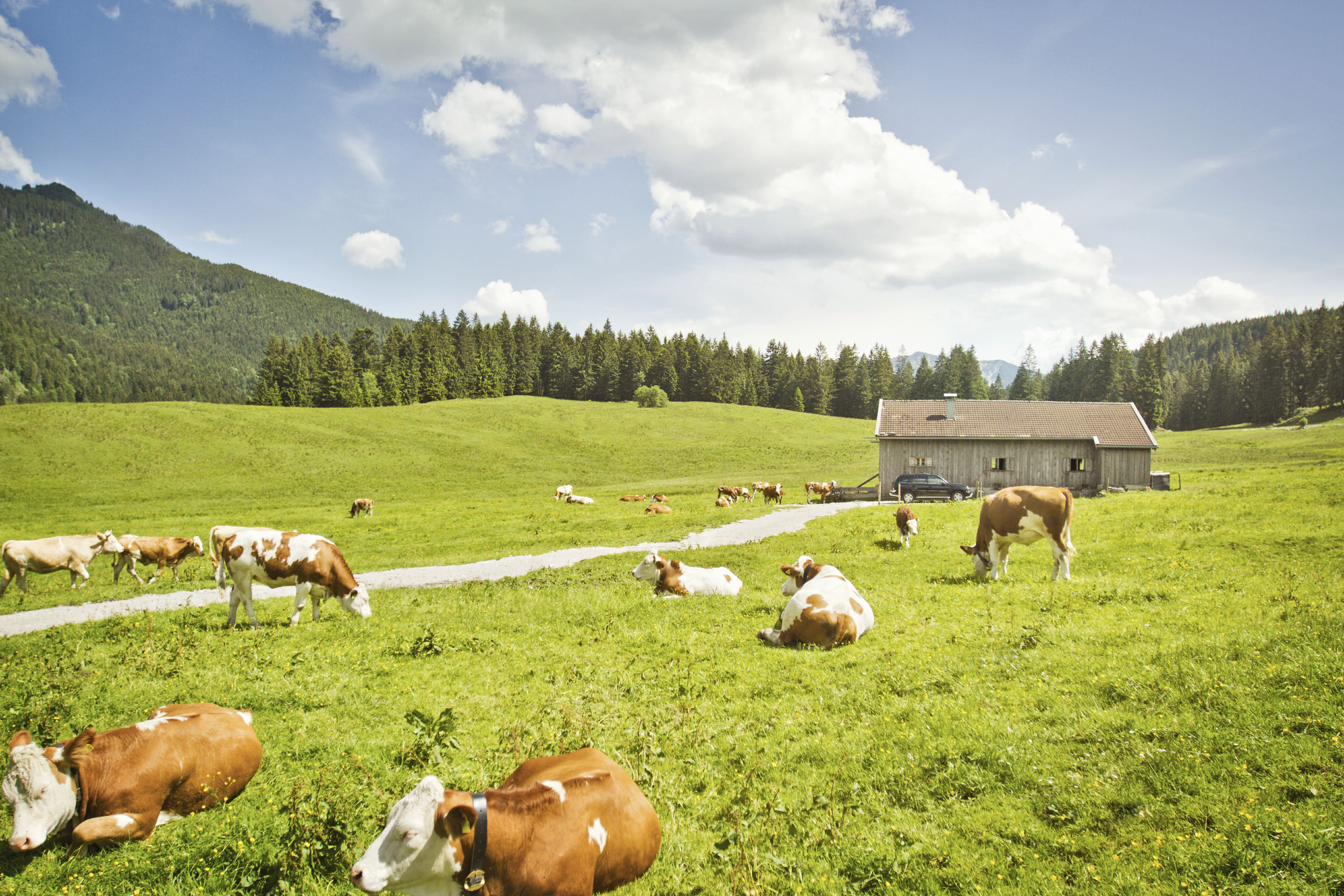 Gracie Oaks Cattle Grazing by Alan Graf - Wrapped Canvas Photograph ...