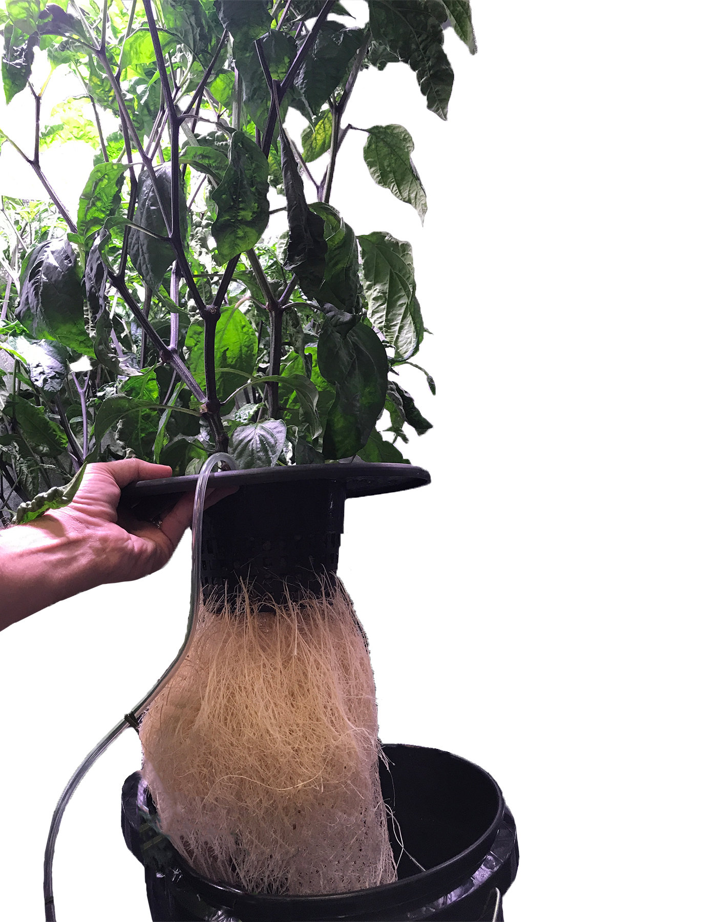 Viagrow Hydroponic Bucket Lids, for 5 and 3.5 Gallon, 6 in. Bucket Net ...